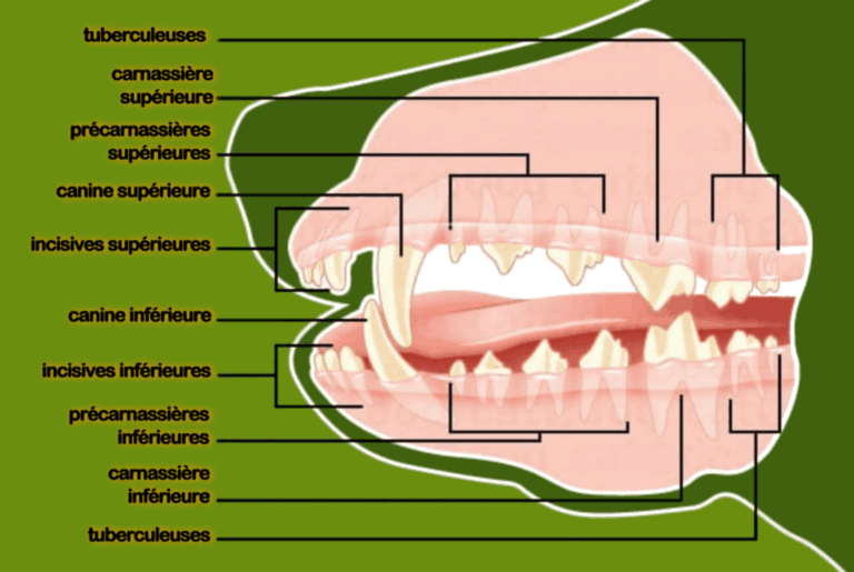 Le schéma de la dentition du chien, vue latérale gauche