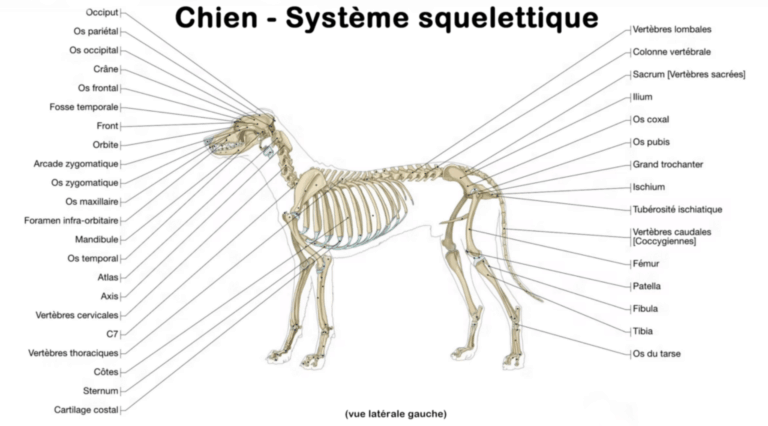 Pour visualiser et comprendre le squelette du chien