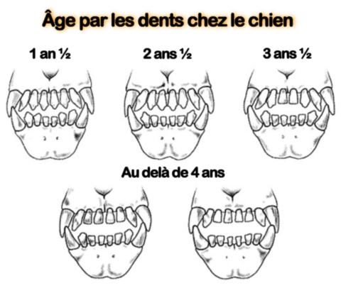 schéma pour trouver l'âge des chiens par les dents