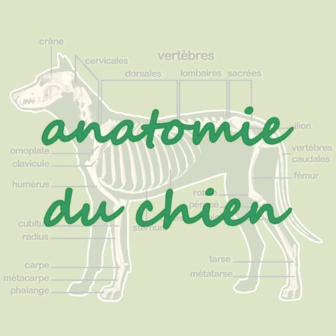 L'anatomie du chien
