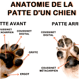 anatomie de la patte du chien, patte avant et patte arrière